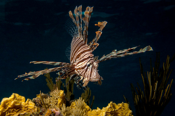 Especies exóticas invasoras